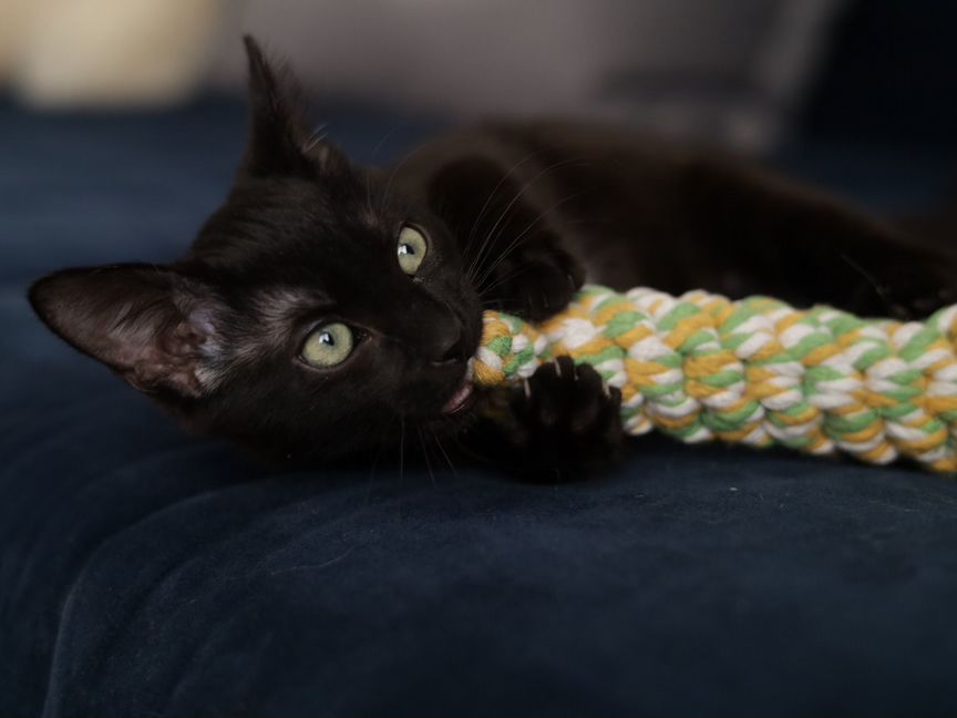 Котенок в добрые руки