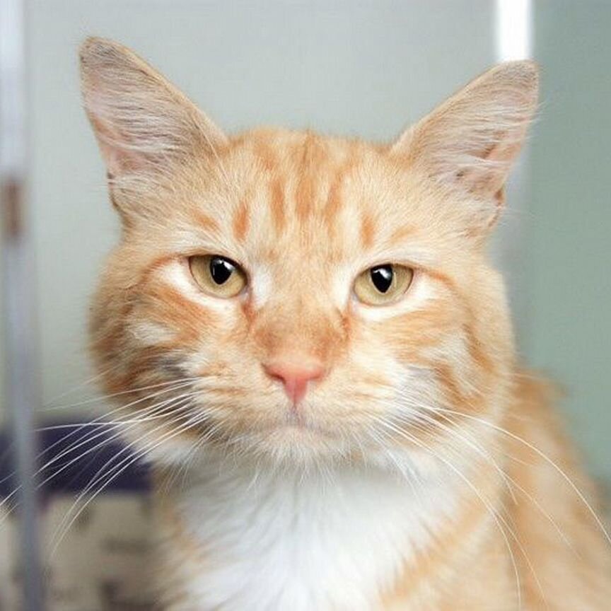 Санта 7 месяцев