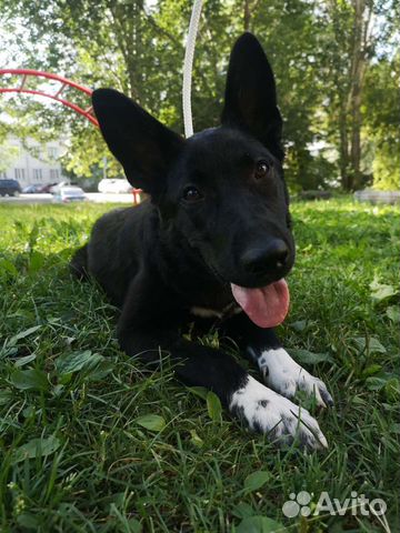 Собака добрые руки