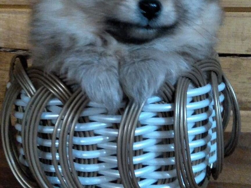 Щенки Померанского шпица