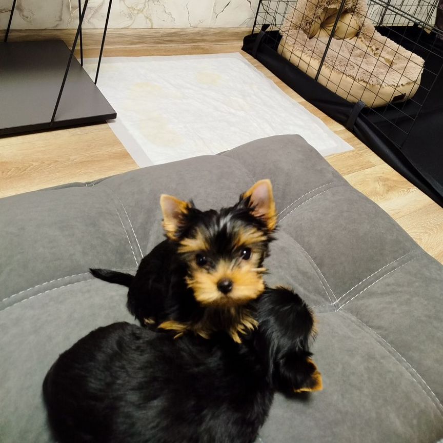 Йоркширский терьер, щенок