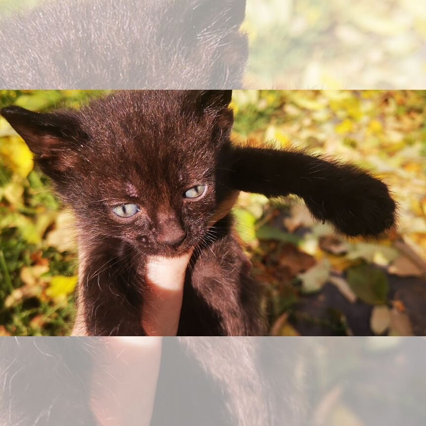 Котята