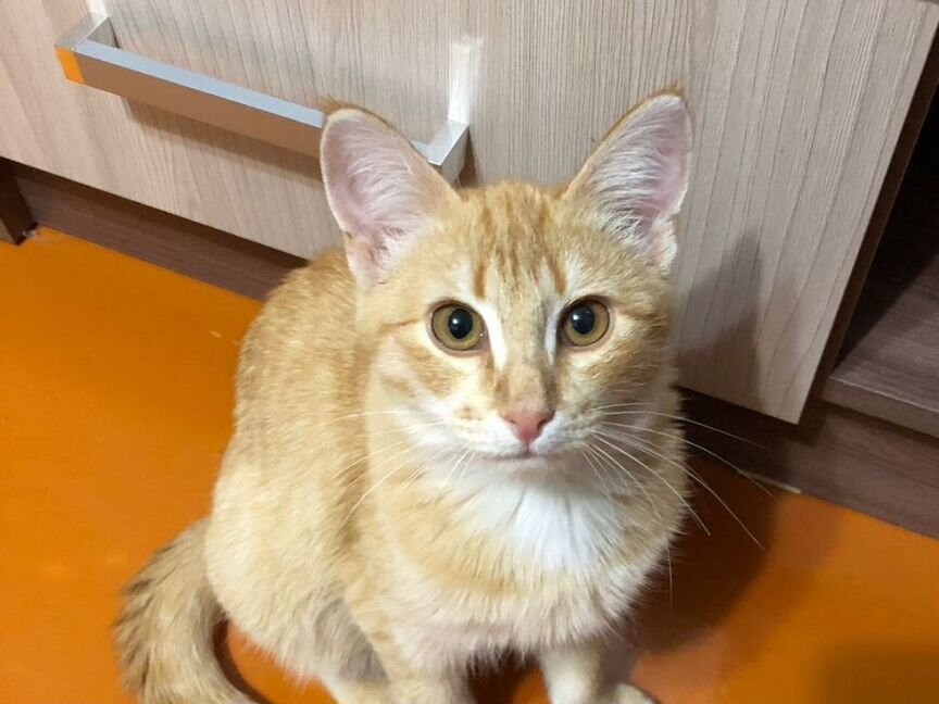 Рыжий котенок в добрые руки
