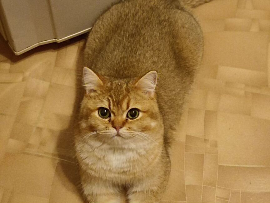 Кот Вини