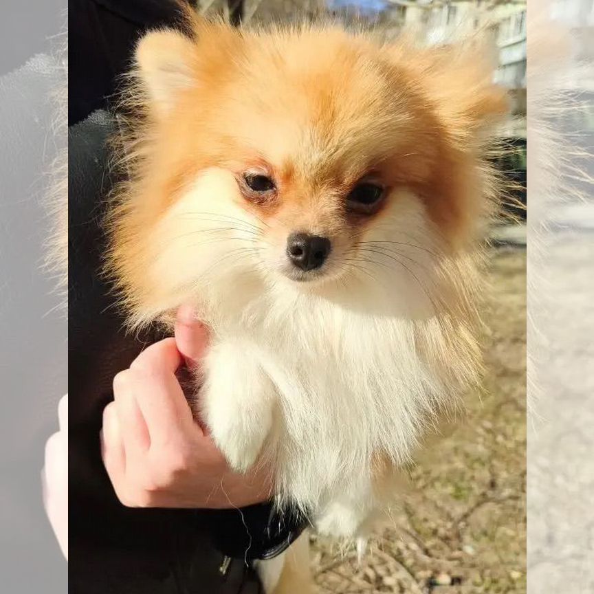 Померанский шпиц, щенок