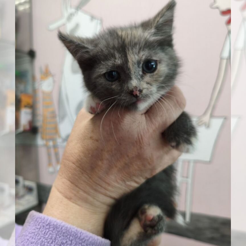 Котёнок в добрые руки