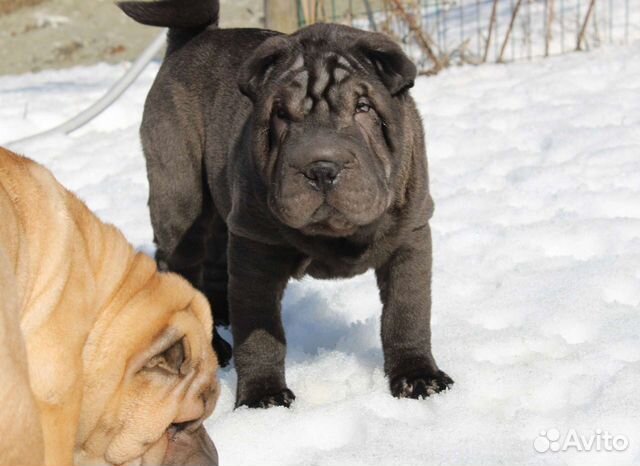 Шарпейчики с документами