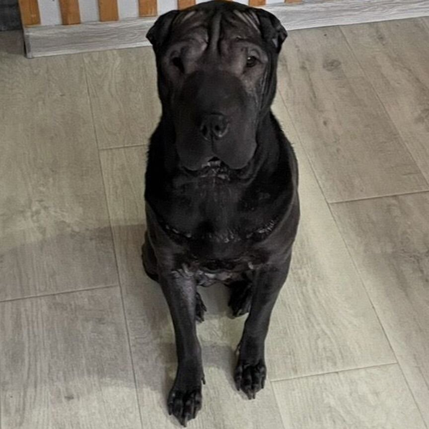 Шарпей, щенок