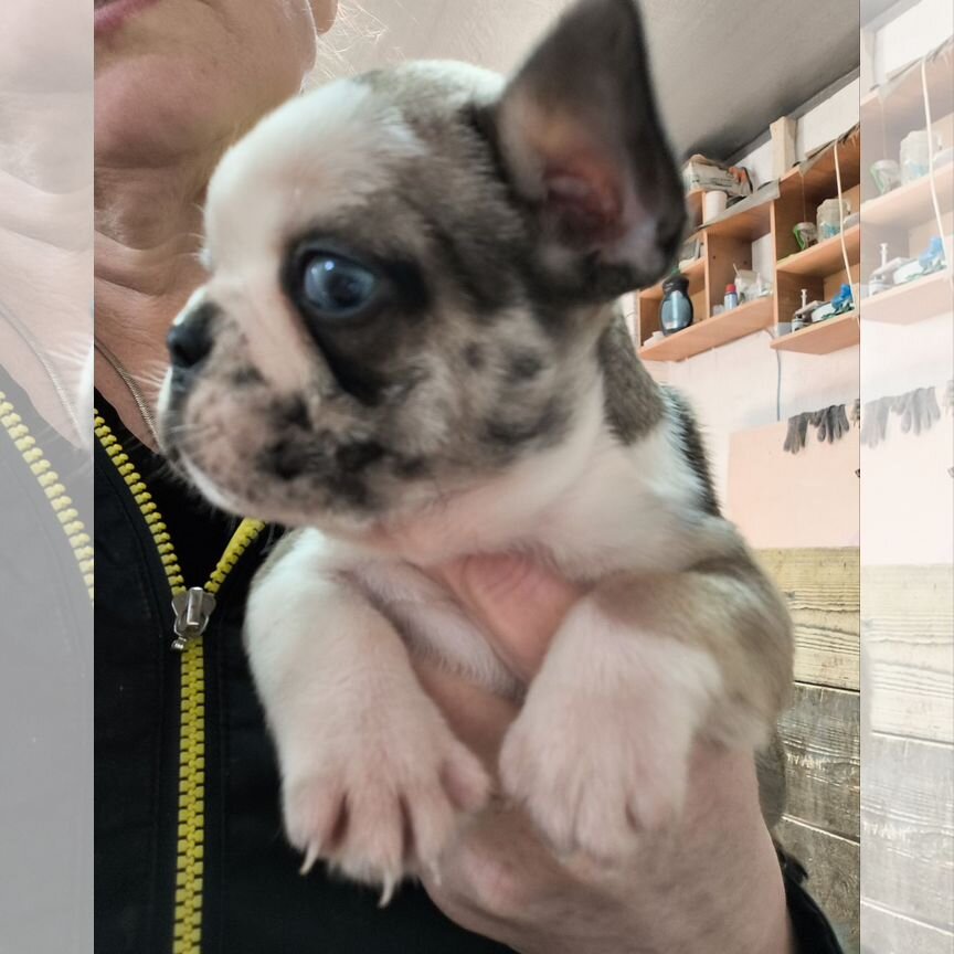 Французский бульдог щенки мерле