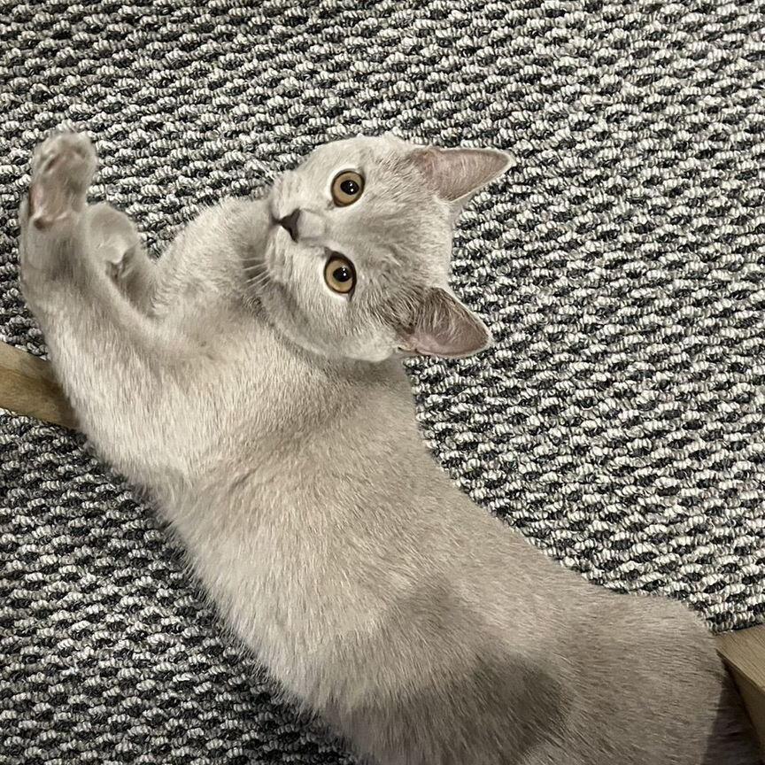 Красивая пародистая кошка