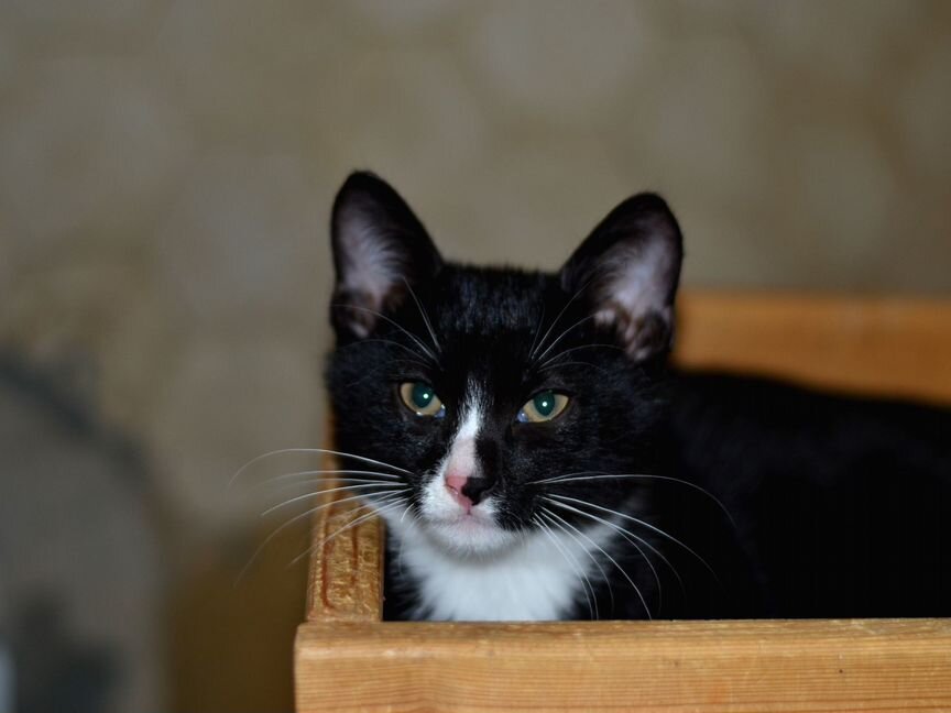 Котенок Буффало ищет дом