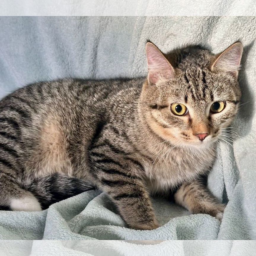 Европейский короткошёрстный котёнок