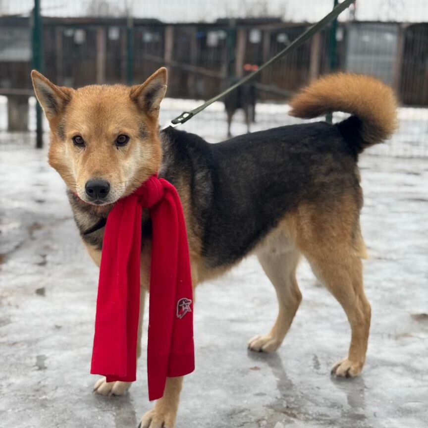 Феникс пес из приюта