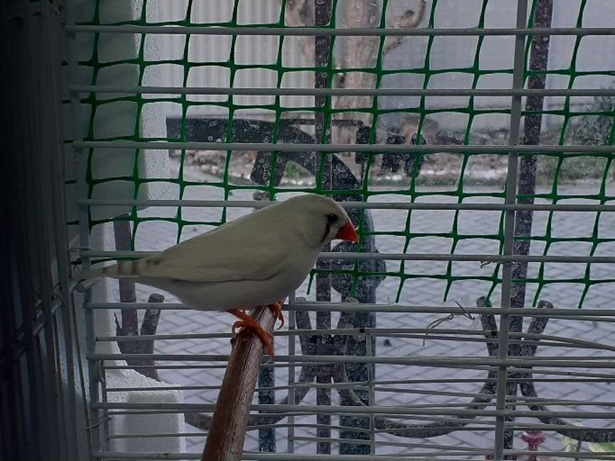 Пара зебровых амадинов