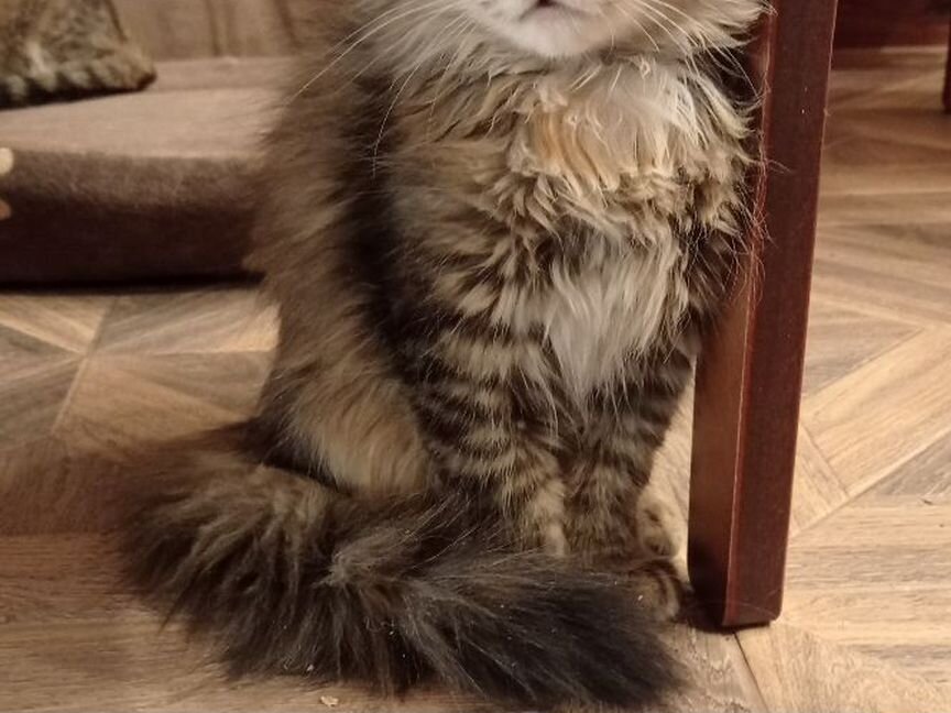 Котик Стёпа