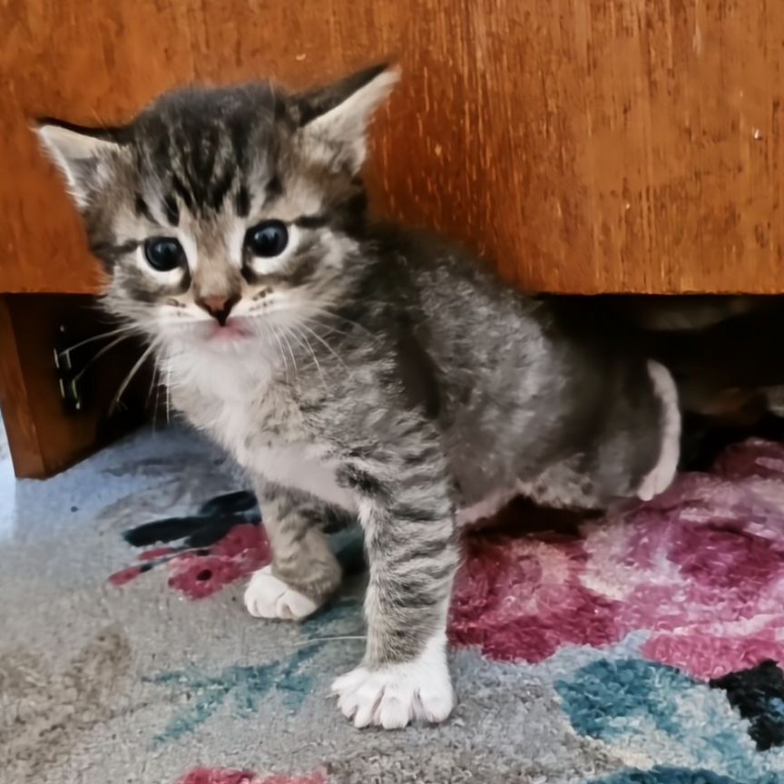 Котёнок в добрые руки