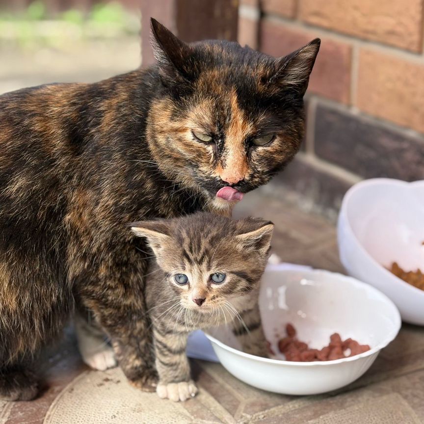 Котёнок в добрые руки
