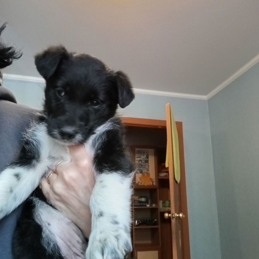 Щенок в добрые руки