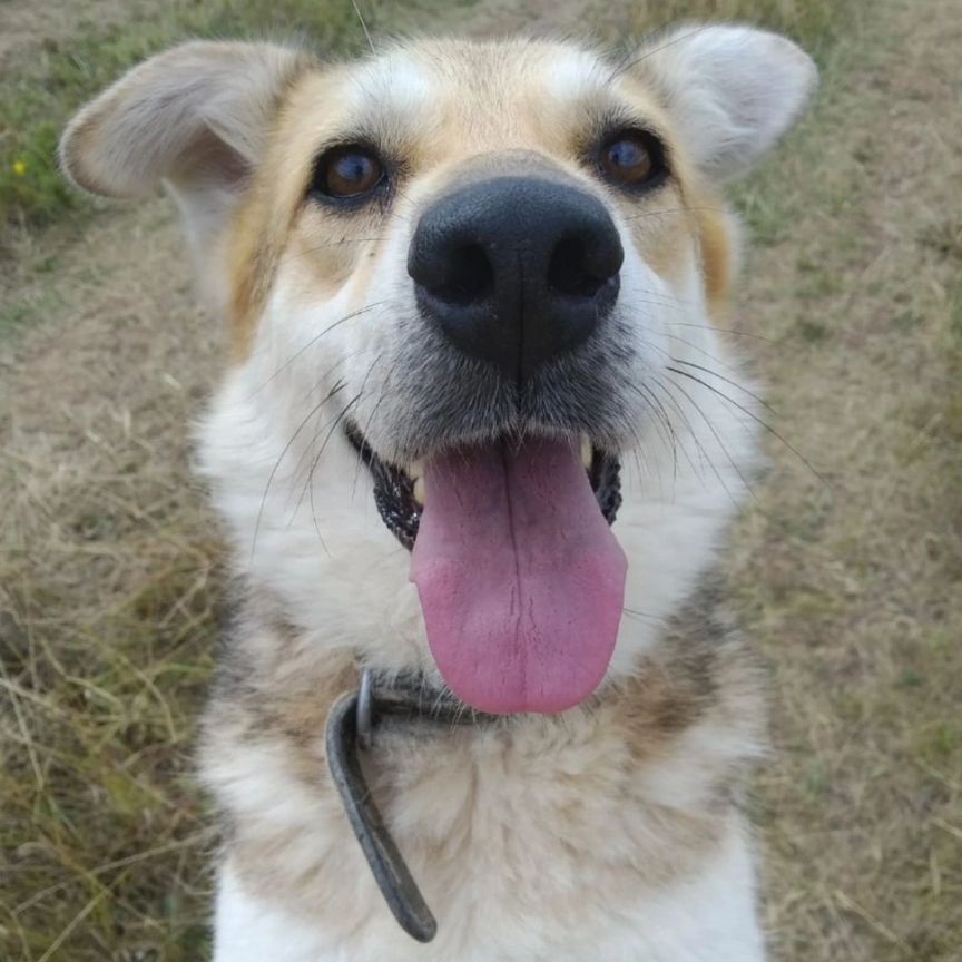 Душевная собачка в добрые руки бесплатно