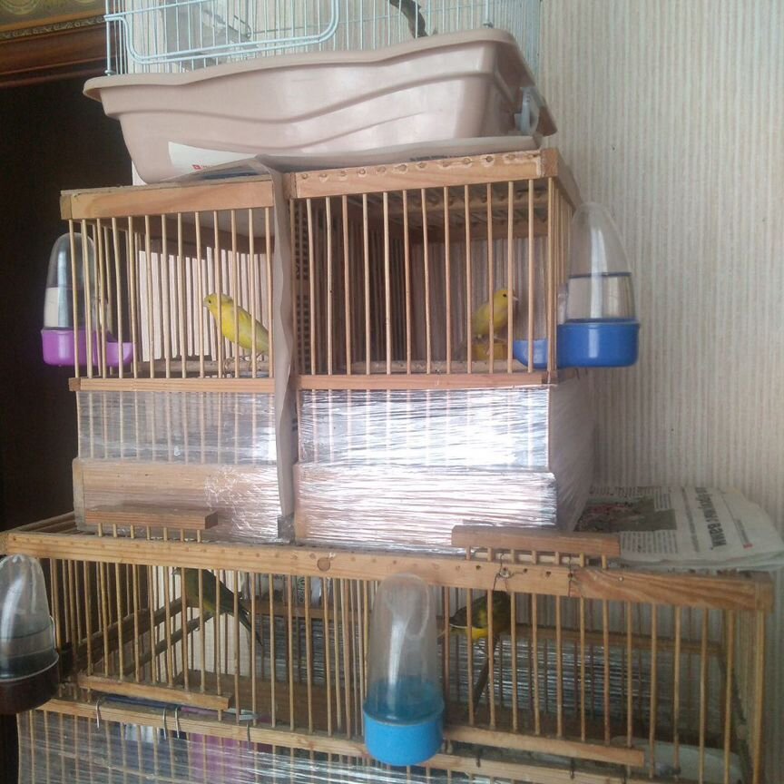 Кенара и канарейки
