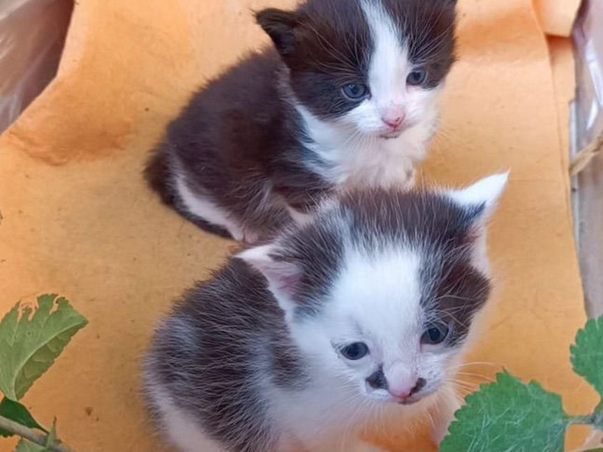 Котята в добрые руки