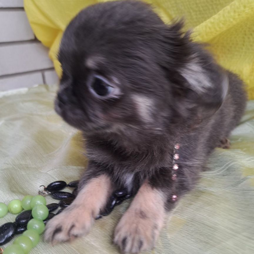 Чихуахуа мини Голубая