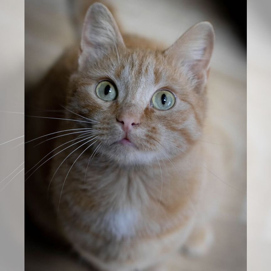 Взрослый кот в добрые руки