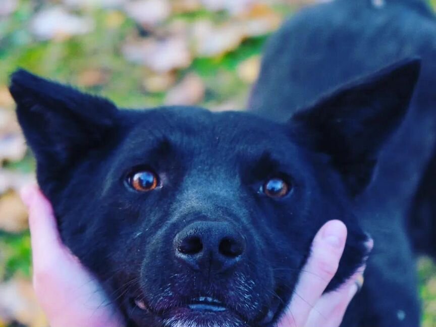 Не заберете его, пристрелю.Спасите Князя