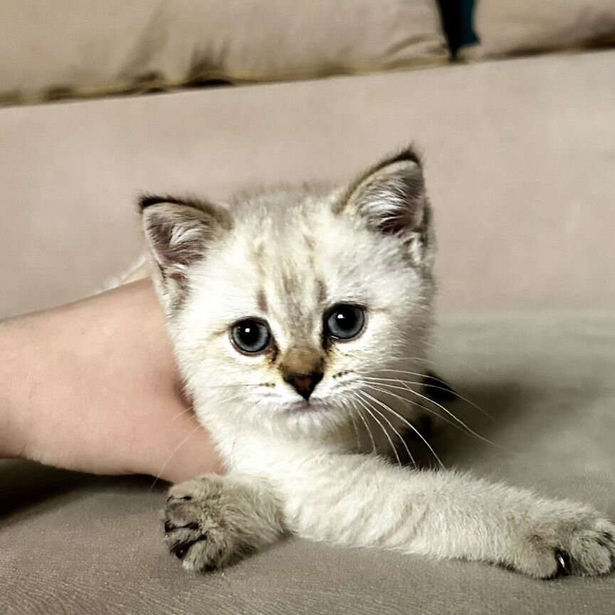 Шотландский прямоухий короткошёрстный котёнок