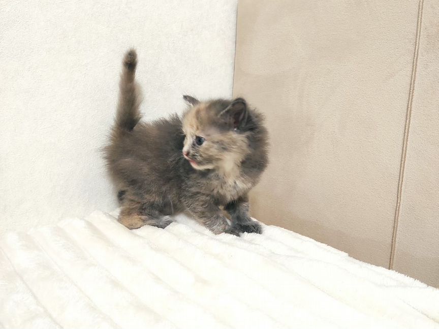 Отдам бесплатно