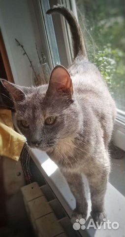 Кошечка-красавица Буся ищет дом