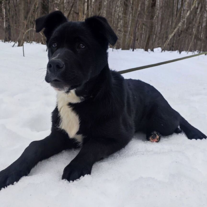 Щенок в добрые руки