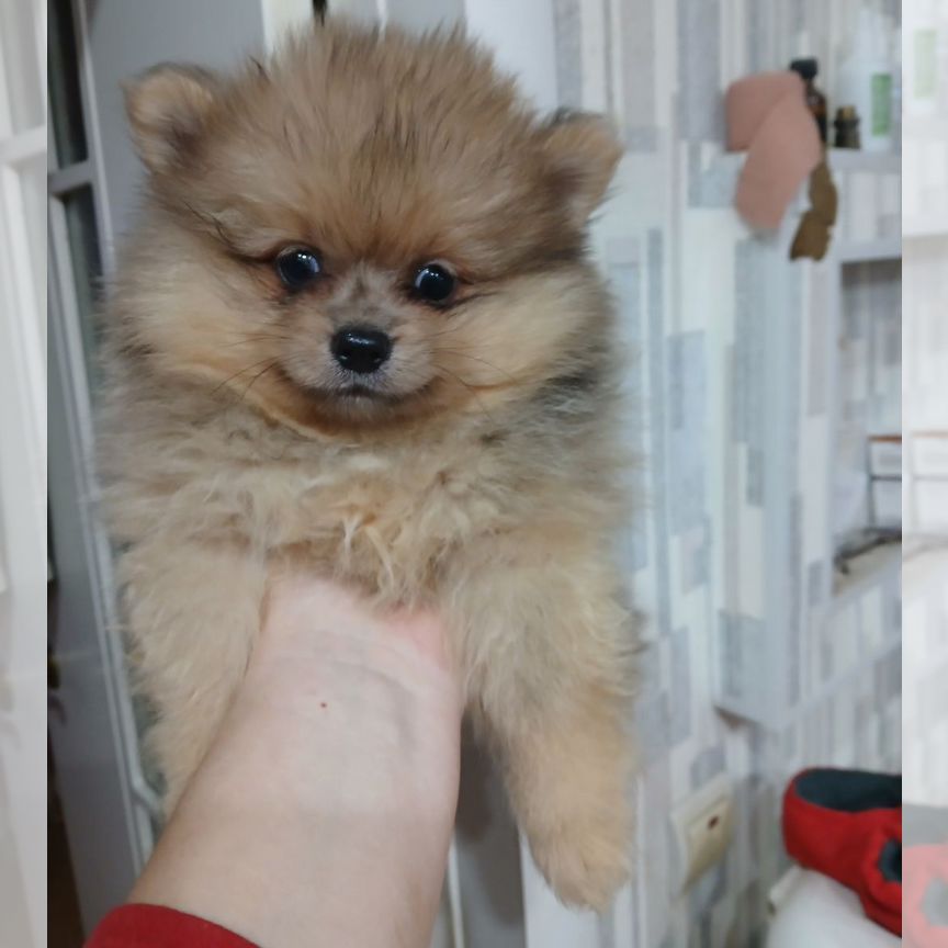 Щенки шпица