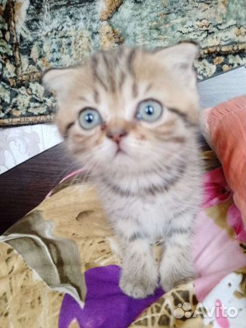 Котенок вислоушка