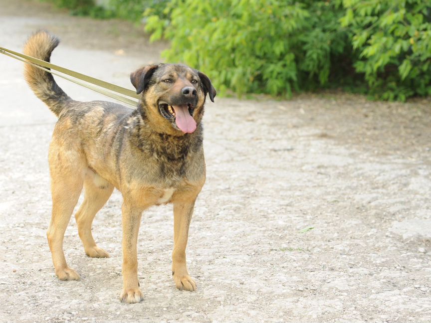 Пес Халк ищет дом