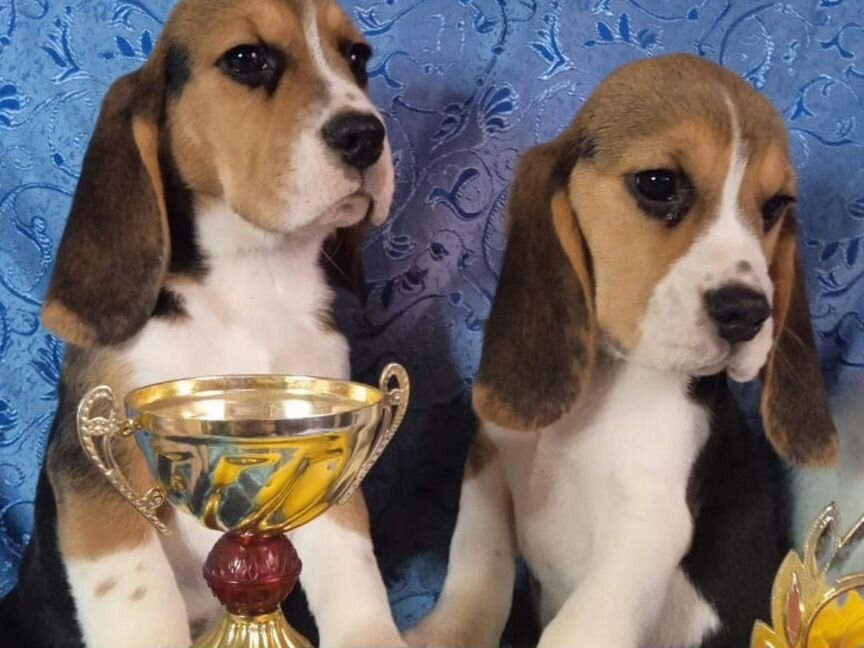 Щеки Бигль от Чемпиона
