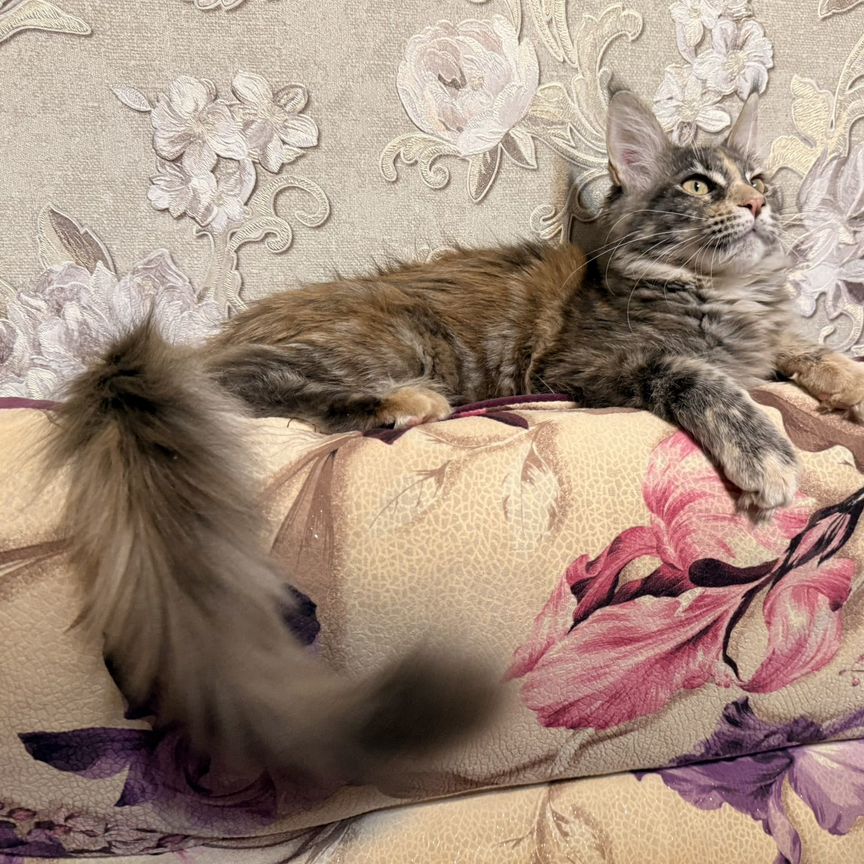 Мейн-кун котёнок