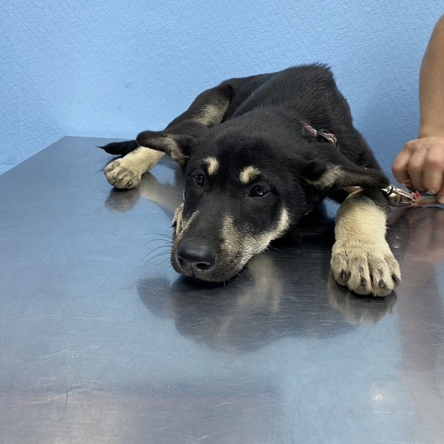 Щенок в добрые руки