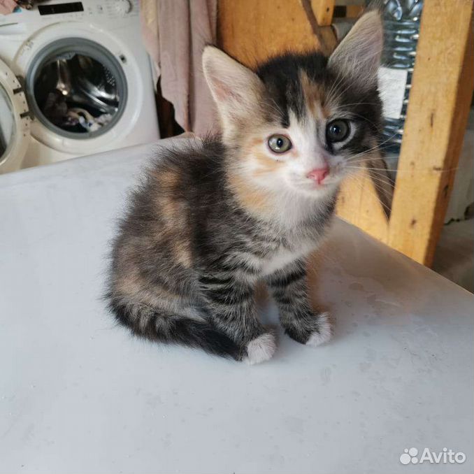 Многоцветное чудо природы