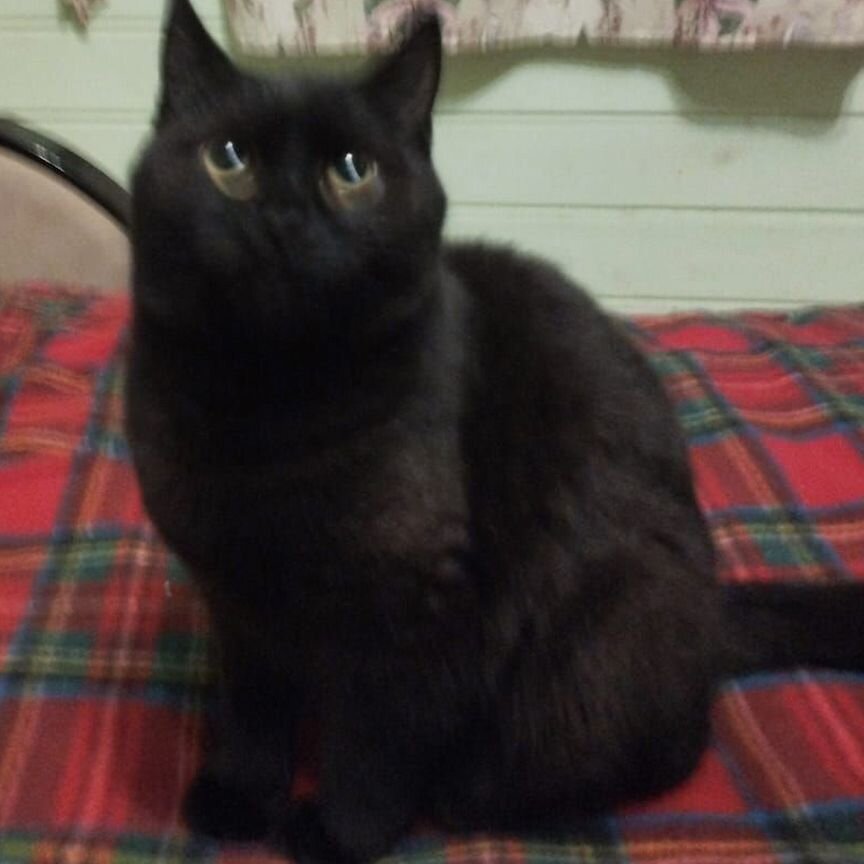 Британский короткошёрстный котёнок