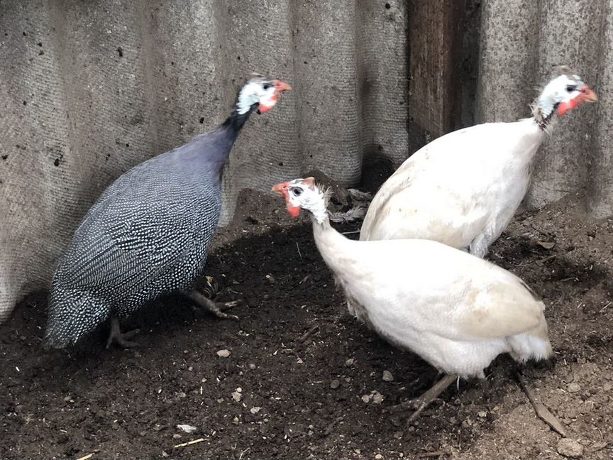 Цесарки, фазаны, утки