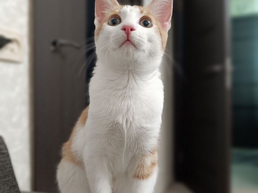 Рыжий котик