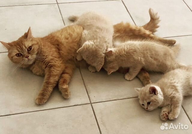 Британские котята