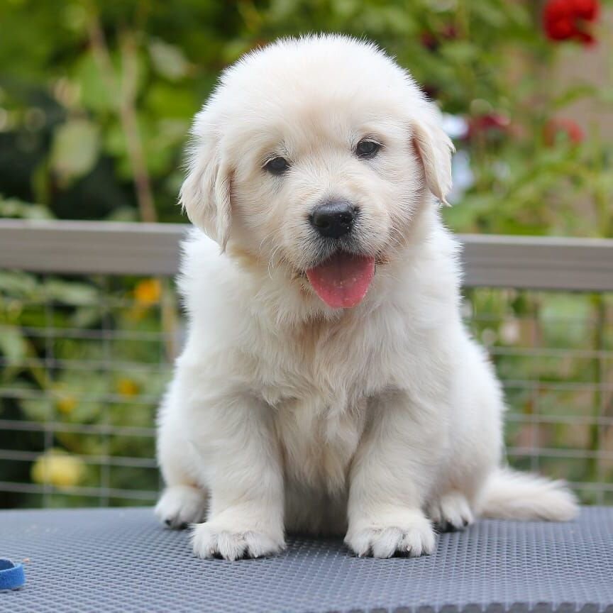 Золотистый ретривер щенки