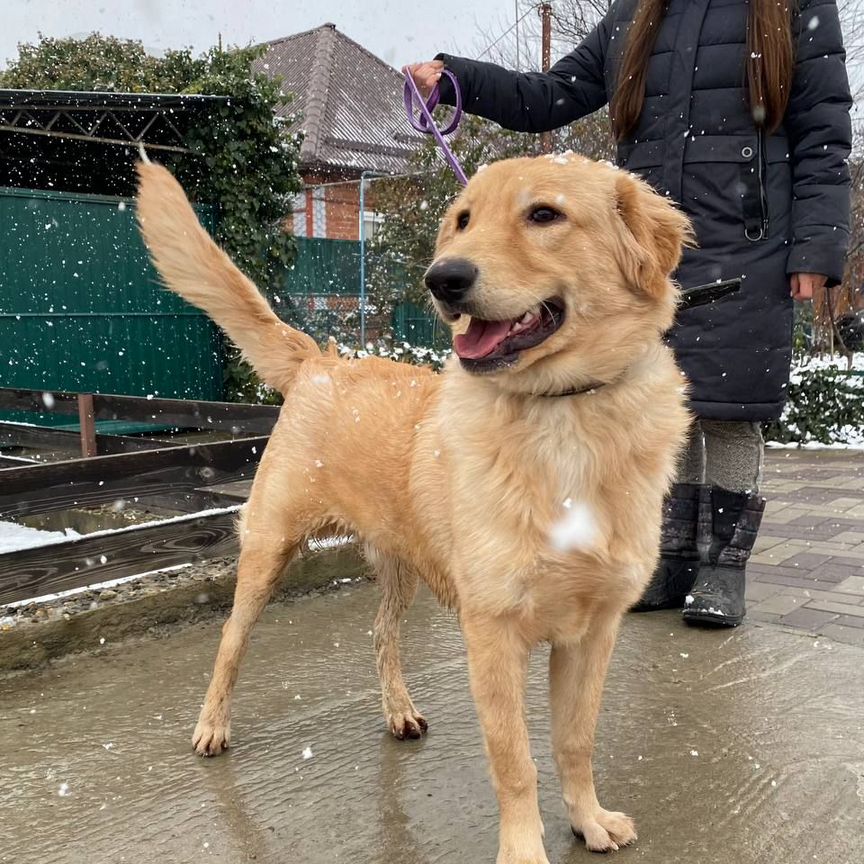 Собака в добрые руки