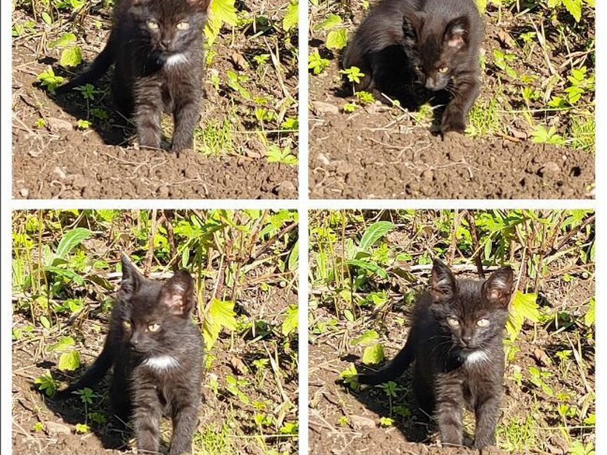 Котята