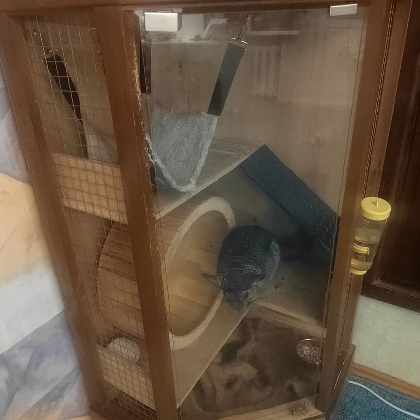 Витрина для шиншилл бу