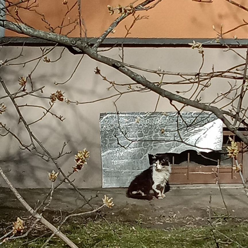 Котик