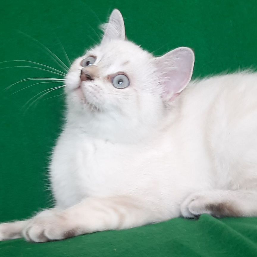 Шотландский прямоухий короткошёрстный котёнок