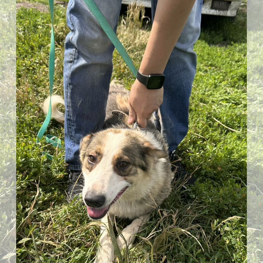 Взрослая собака в добрые руки